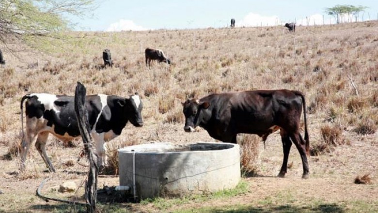La sequía castiga con rigor la agricultura y ganadería en Noroeste ...